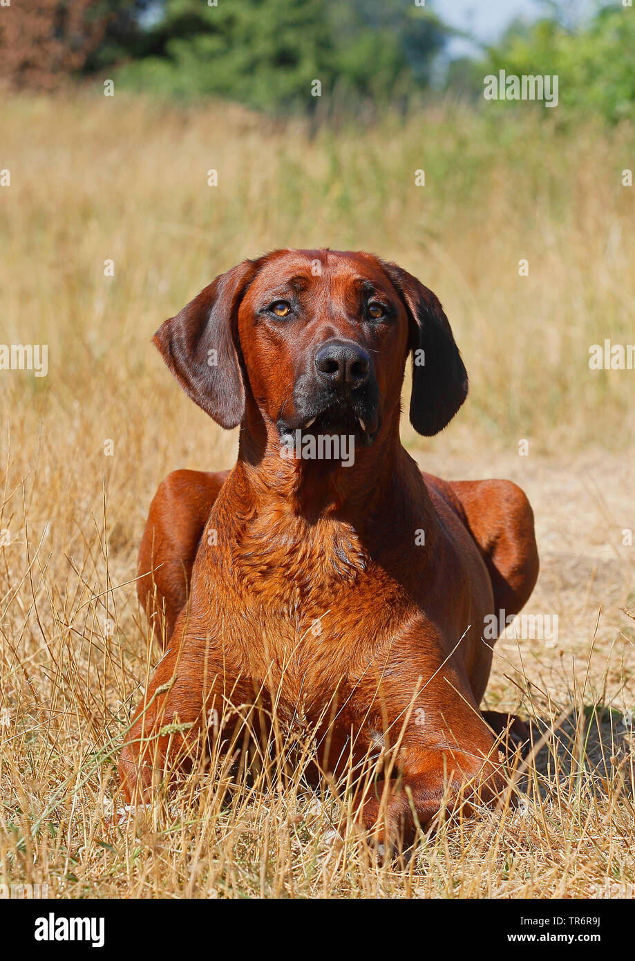 Rhodesian Ridgeback (Canis lupus f. familiaris), fifteen years old male ...