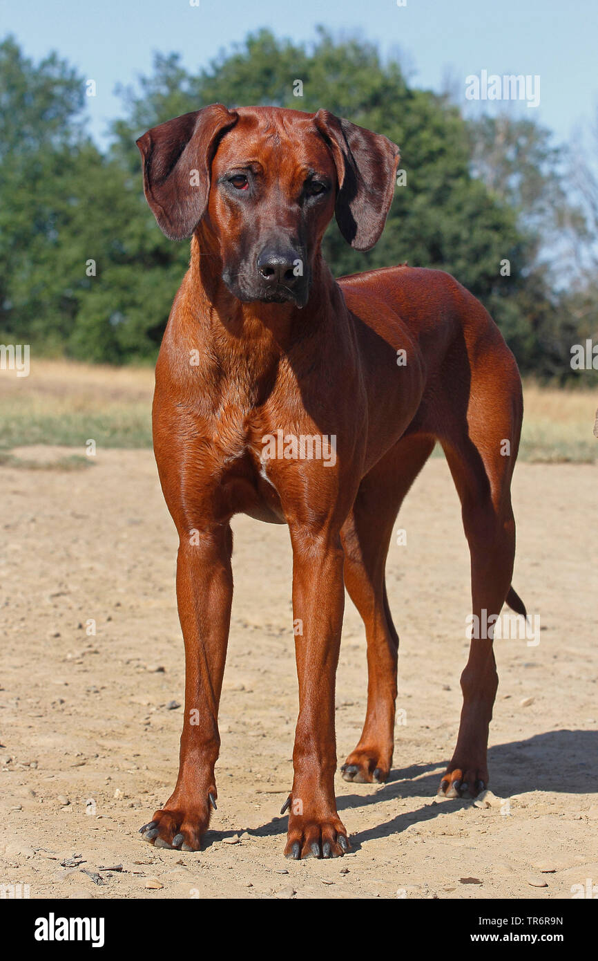 Rhodesian Ridgeback (Canis lupus f. familiaris), fourteen years old she ...
