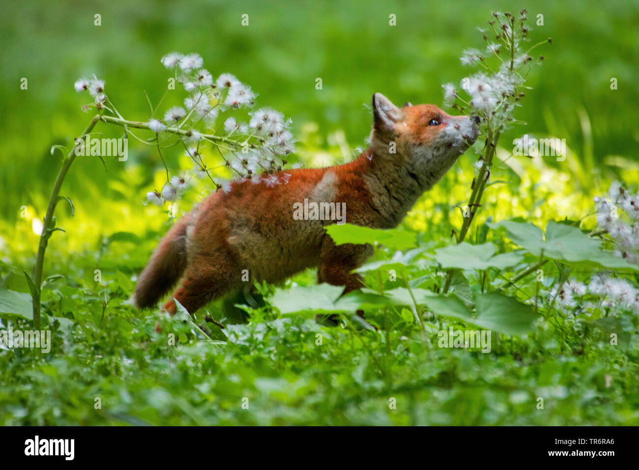 red fox (Vulpes vulpes), fox cub playing in the forest with a flower ...