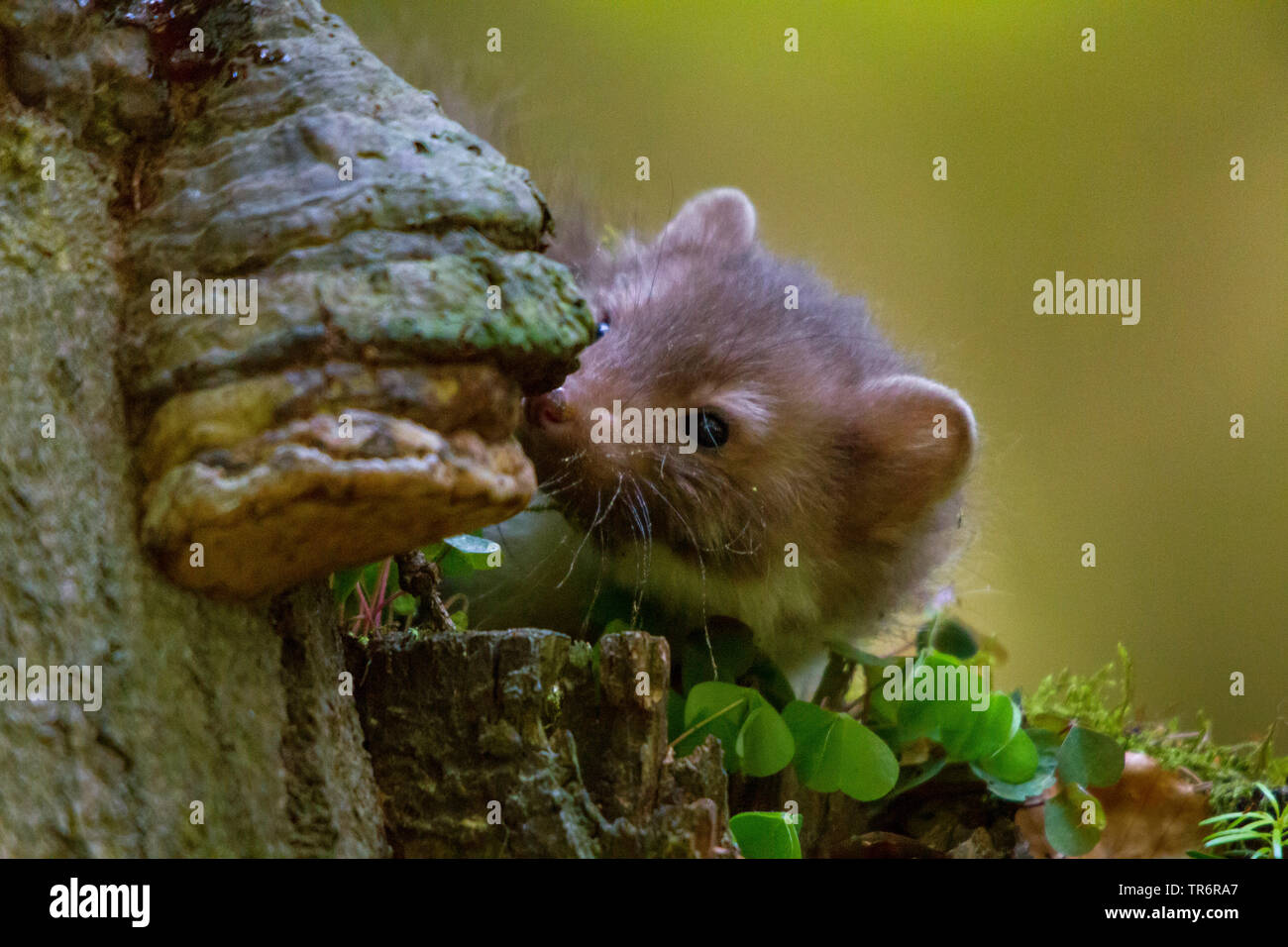 Beech marten stone marten pup hi-res stock photography and images - Alamy