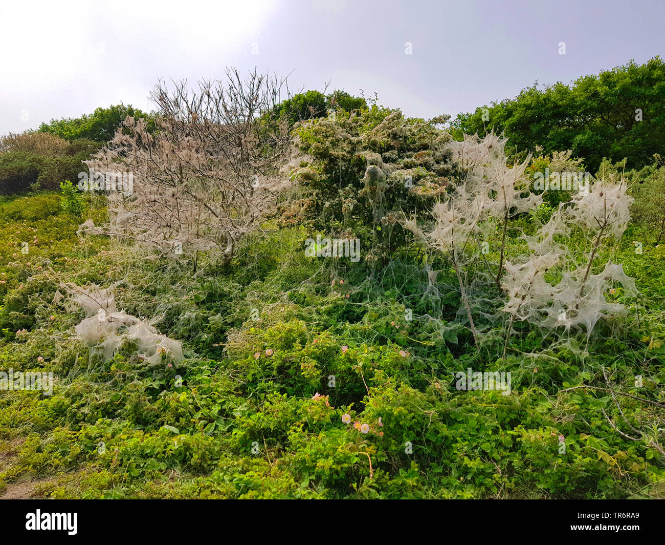 ermine moths (Yponomeutidae), weaves of an ermine moth on a bush ...