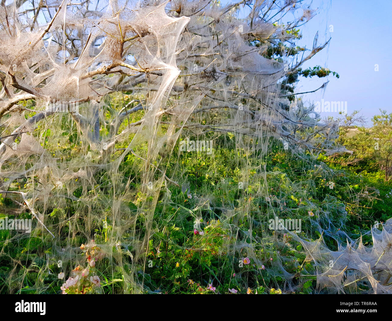 Gossamer moths hi-res stock photography and images - Alamy