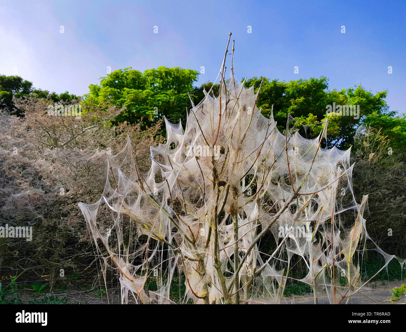ermine moths (Yponomeutidae), weaves of an ermine moth on a bush ...