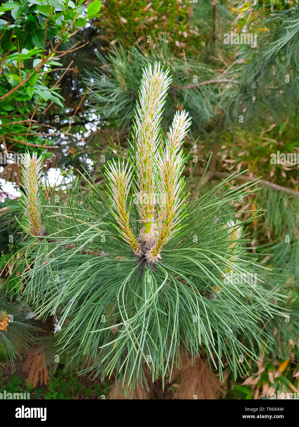 European black pine, Austrian pine, Black Pine, Corsican Pine (Pinus ...