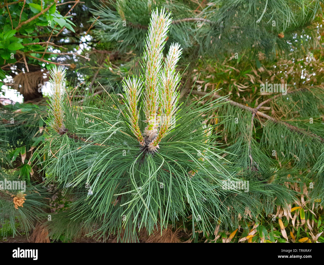 European black pine, Austrian pine, Black Pine, Corsican Pine (Pinus ...