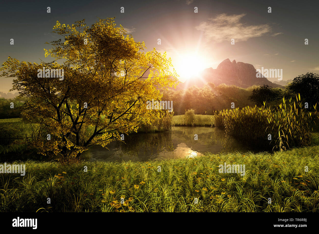 virtual landscape, maple tree at a lake in sunset Stock Photo - Alamy