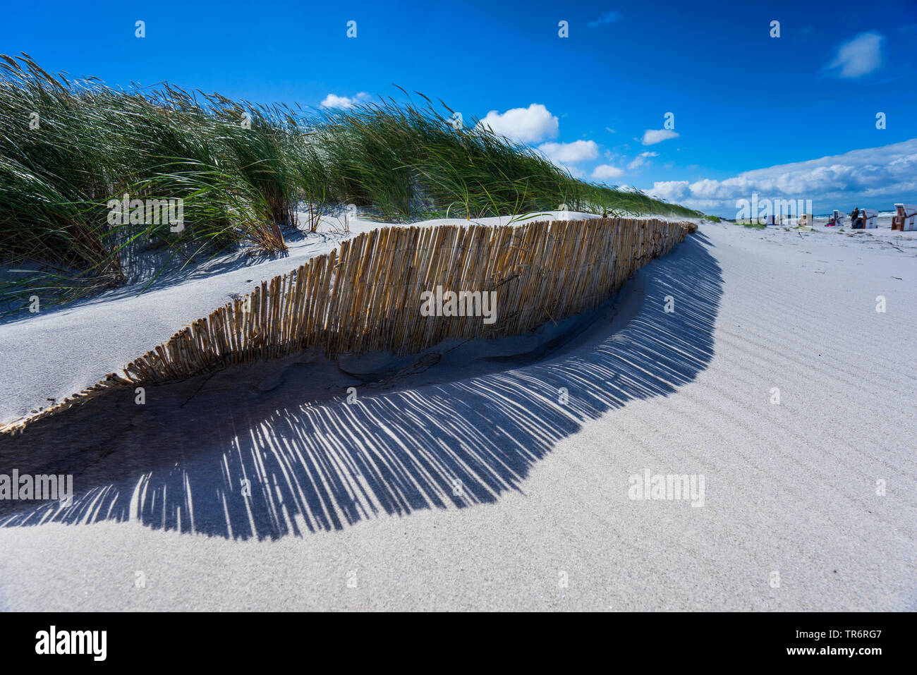 Beachgrass ammophila arenaria in dune on the baltic sea hi-res stock ...