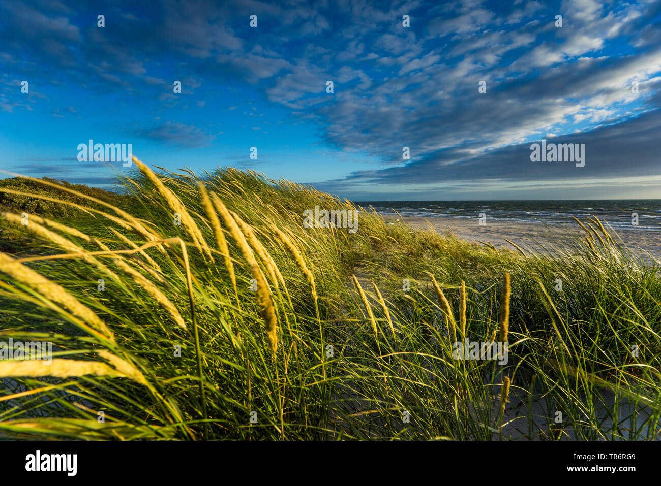 Beachgrass ammophila arenaria in dune on the baltic sea hi-res stock ...
