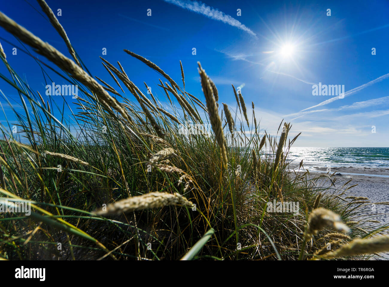 beach grass, European beachgrass, marram grass, psamma, sea sand-reed ...