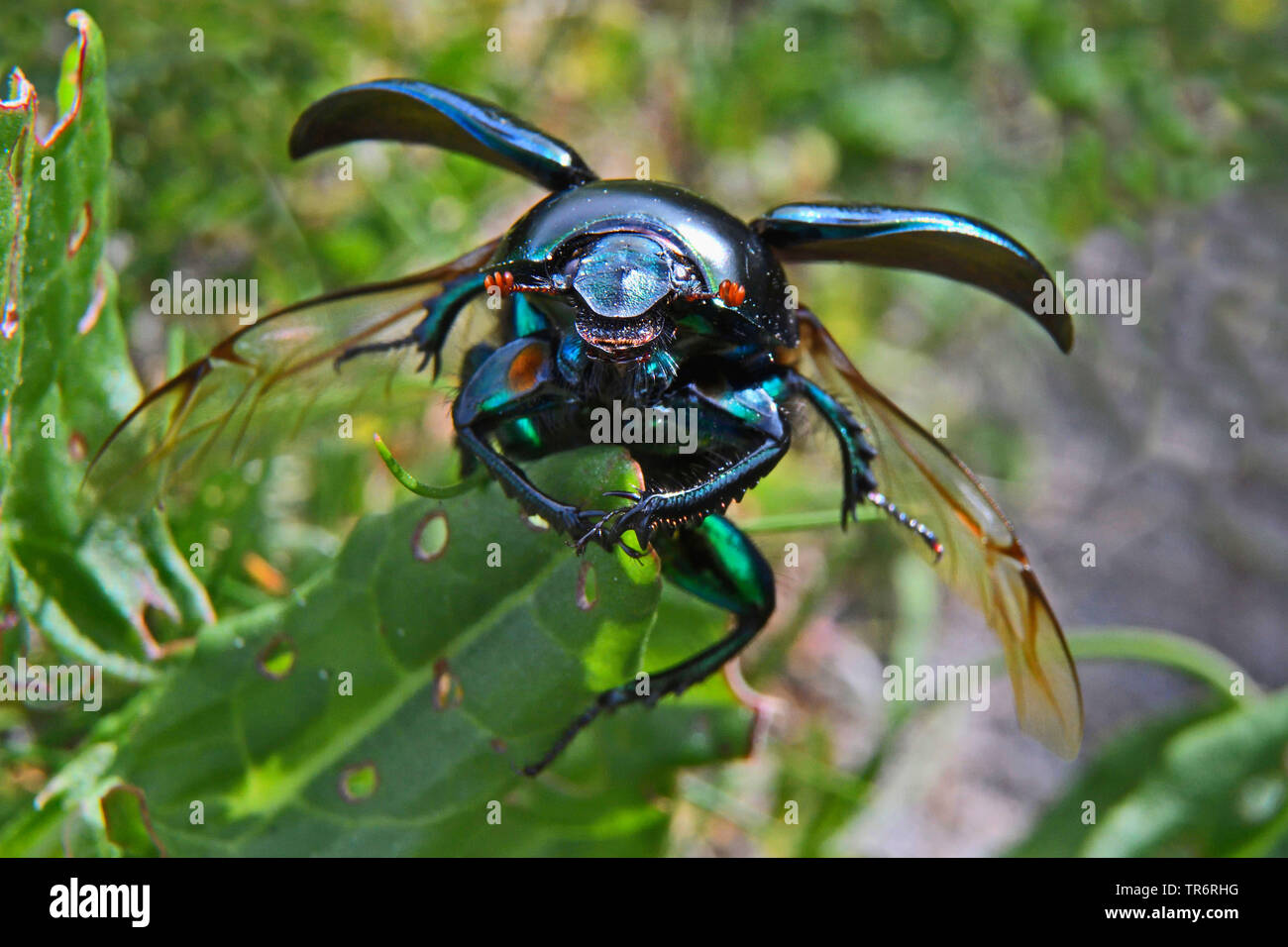 Dor beetle, Dung Beetle (Geotrupes stercorarius), with opened wings at ...