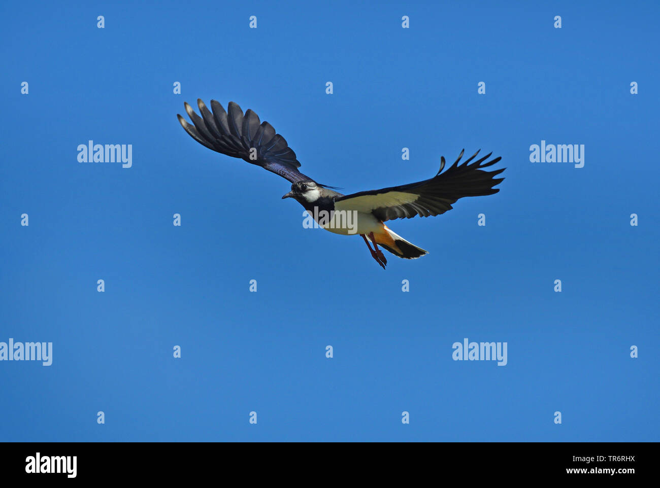 Lapwing bird uk hi-res stock photography and images - Alamy