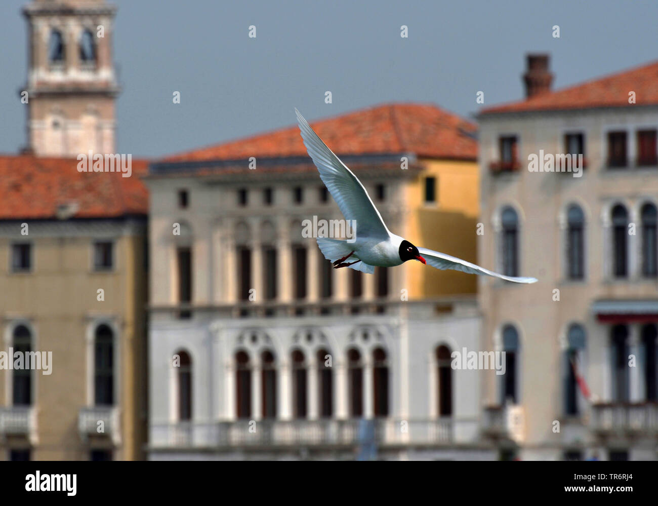 mediterranean gull (Larus melanocephalus, Ichthyaetus melanocephalus ...
