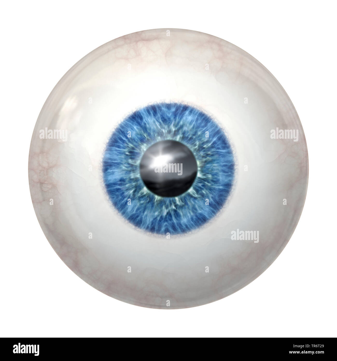 people, human beings, humans (Homo sapiens sapiens), blue eye ball with ...