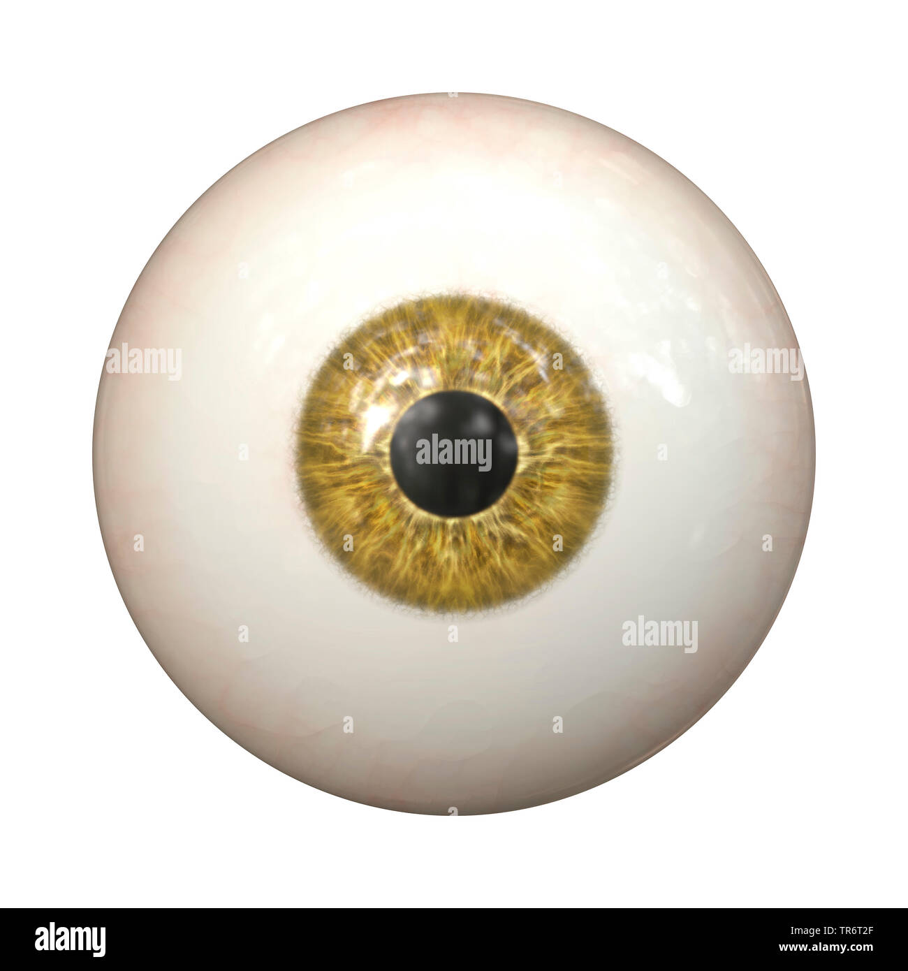 people, human beings, humans (Homo sapiens sapiens), brown eye ball ...