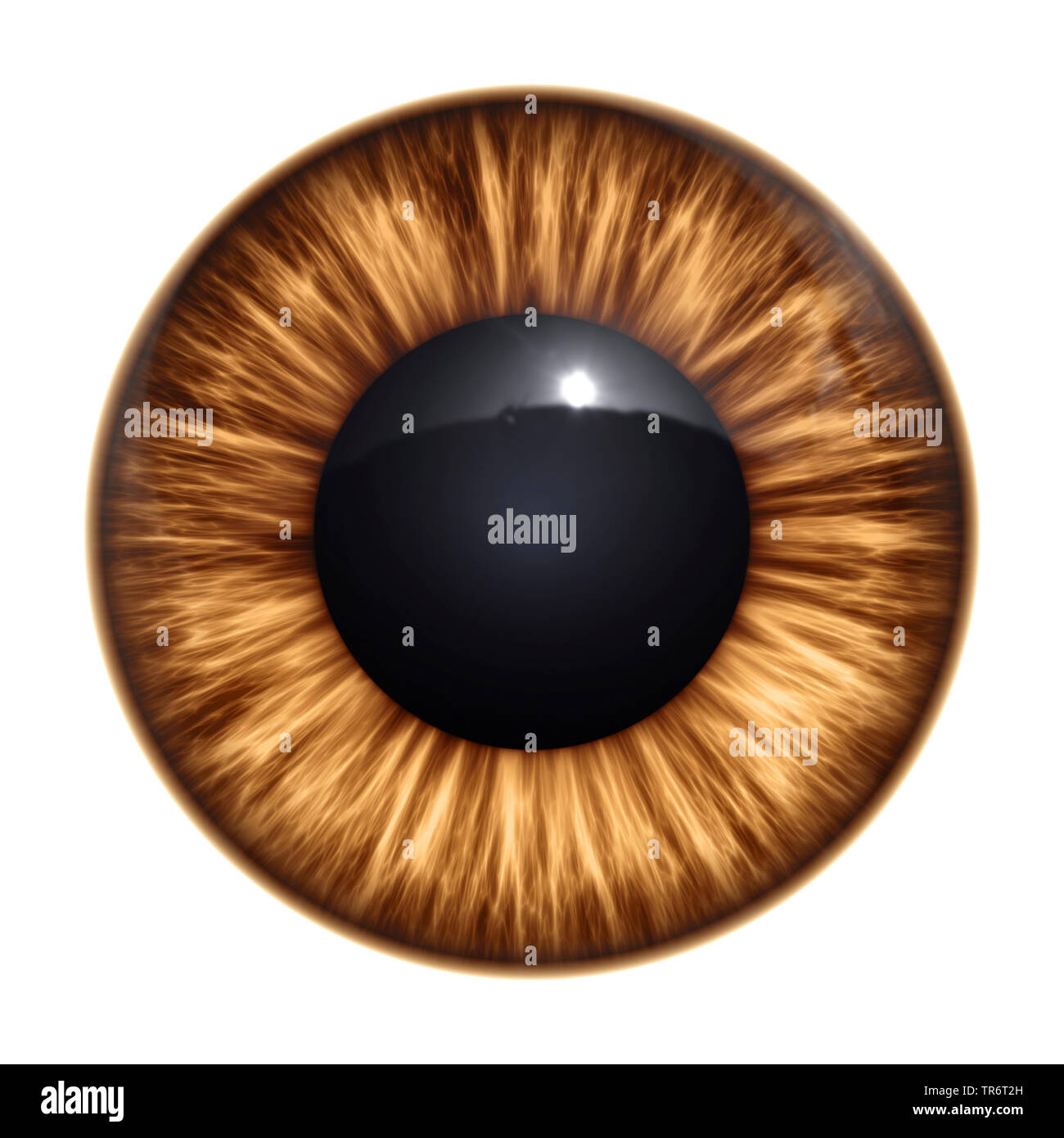 people, human beings, humans (Homo sapiens sapiens), brown eye ball ...