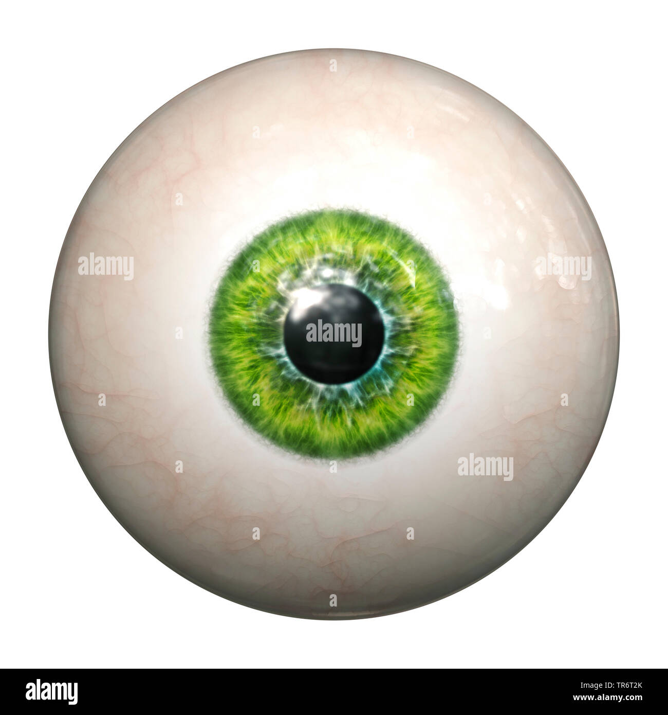 people, human beings, humans (Homo sapiens sapiens), green eye ball ...