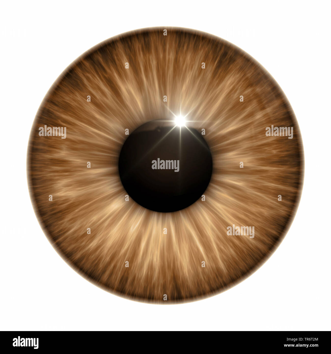 people, human beings, humans (Homo sapiens sapiens), brown eye ball ...