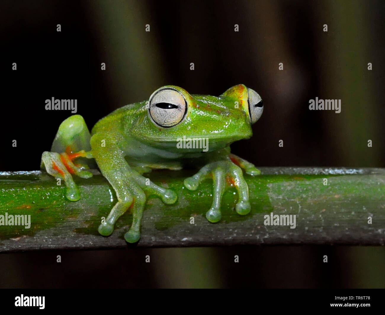 Canal Zone Tree Frog High Resolution Stock Photography and Images - Alamy