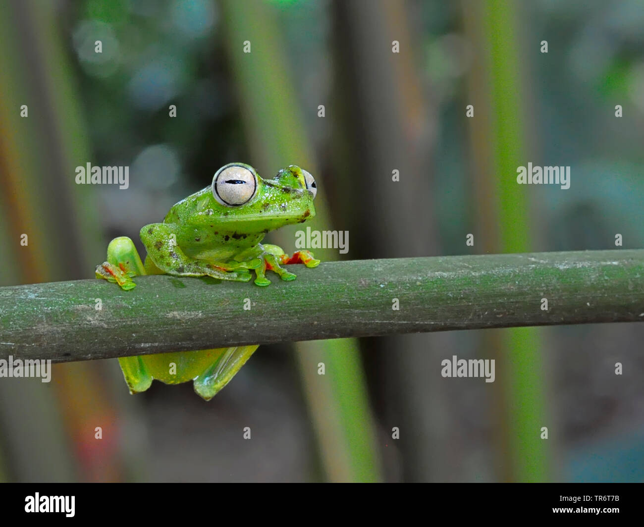 Canal Zone Tree Frog High Resolution Stock Photography and Images - Alamy