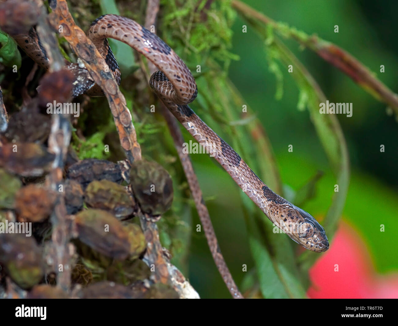 Neotropical blunt headed tree snake hi-res stock photography and images ...