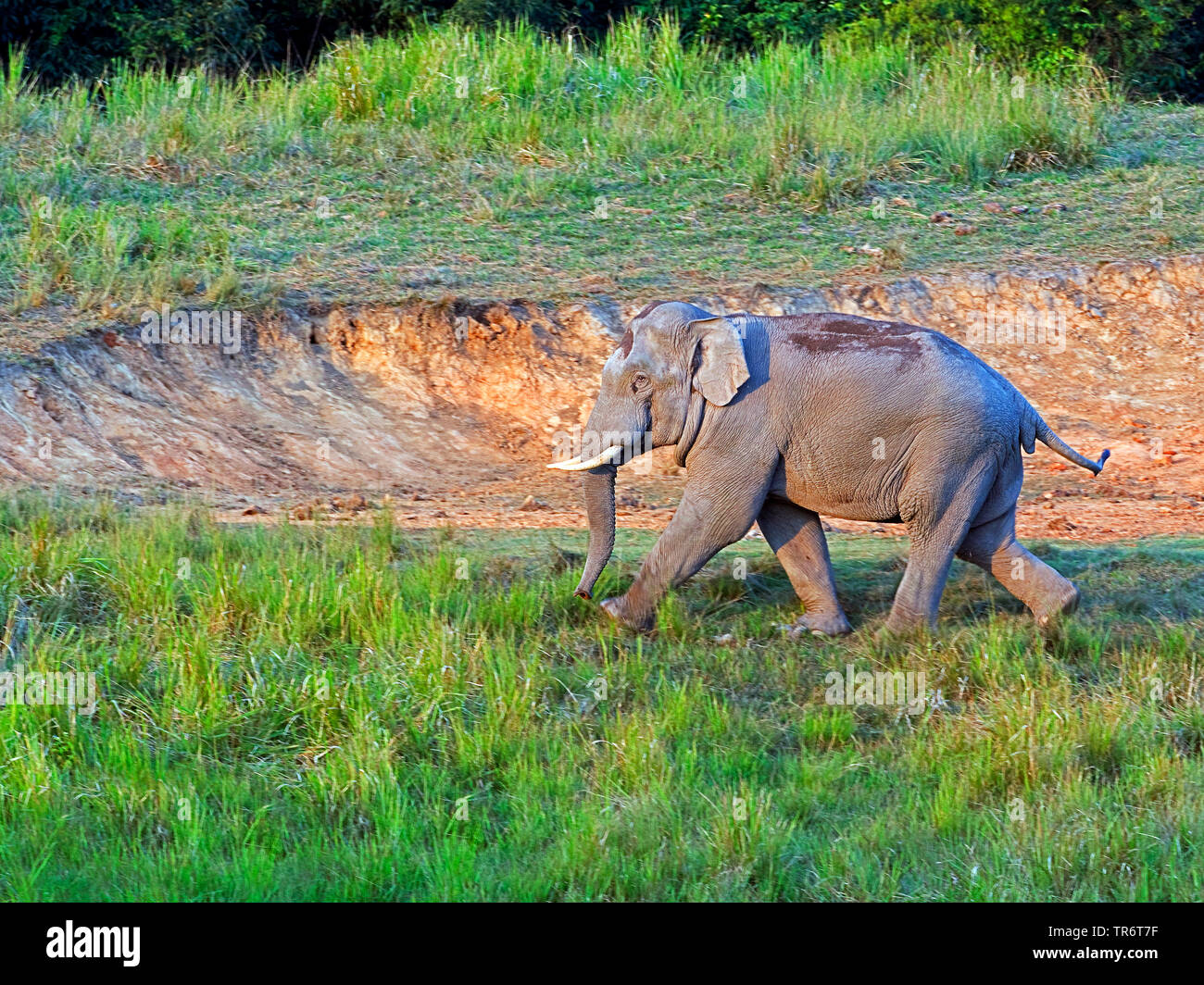 Indian elephant (Elephas maximus indicus, Elephas maximus bengalensis ...