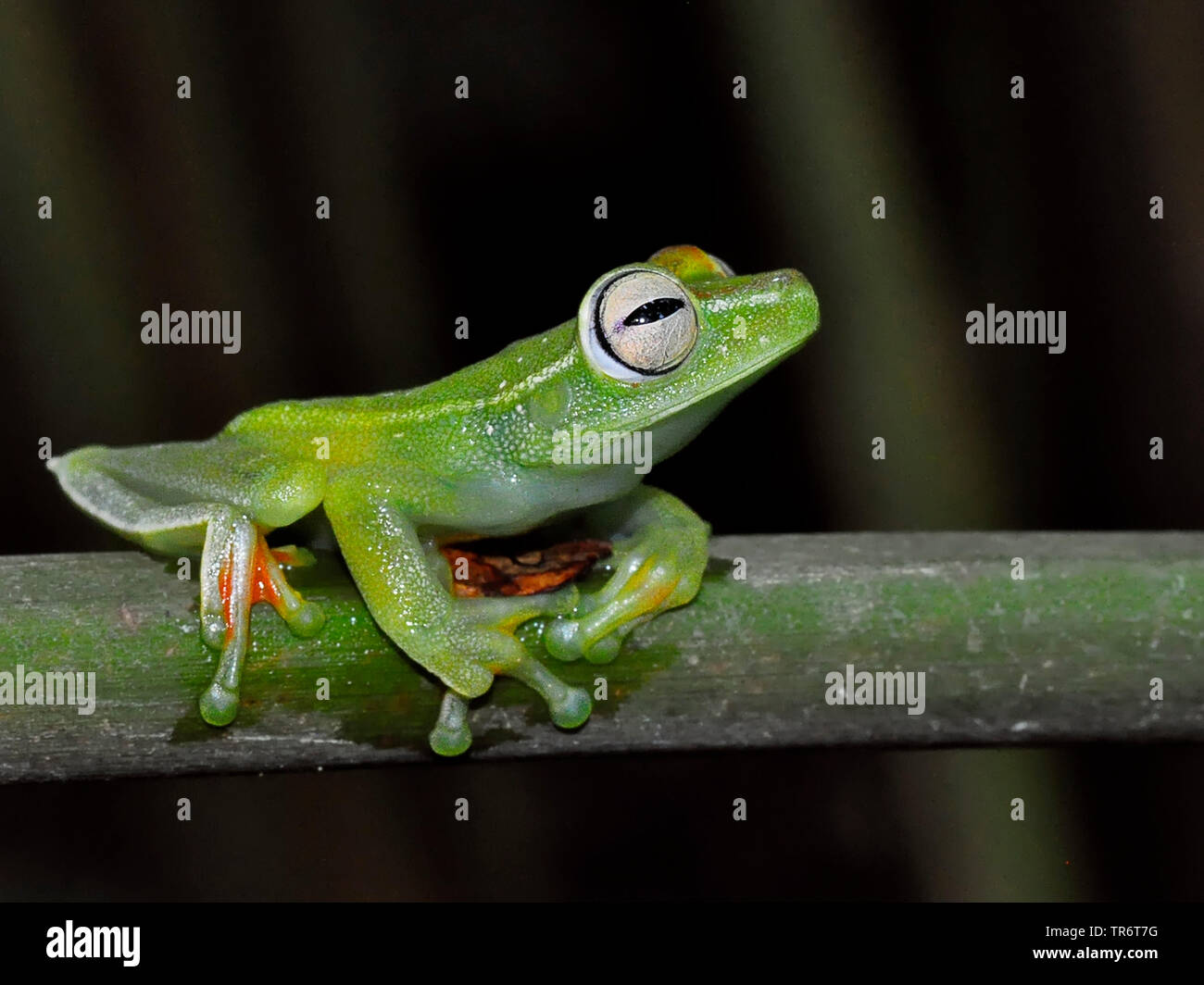 Canal Zone Tree Frog High Resolution Stock Photography and Images - Alamy
