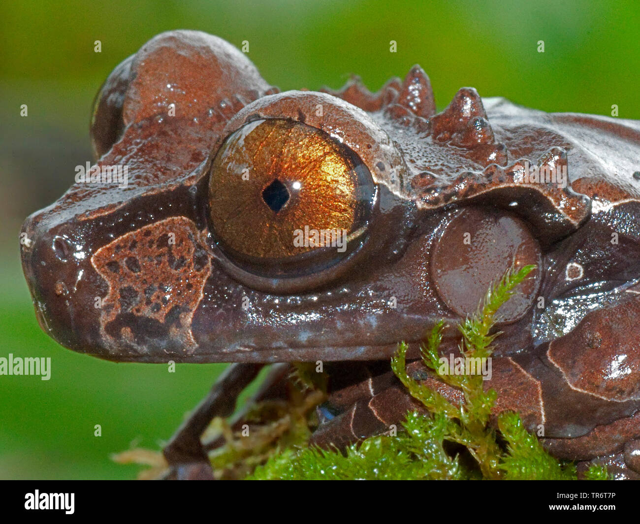 spiny-headed treefrog (Anotheca spinosa), Costa Rica Stock Photo - Alamy