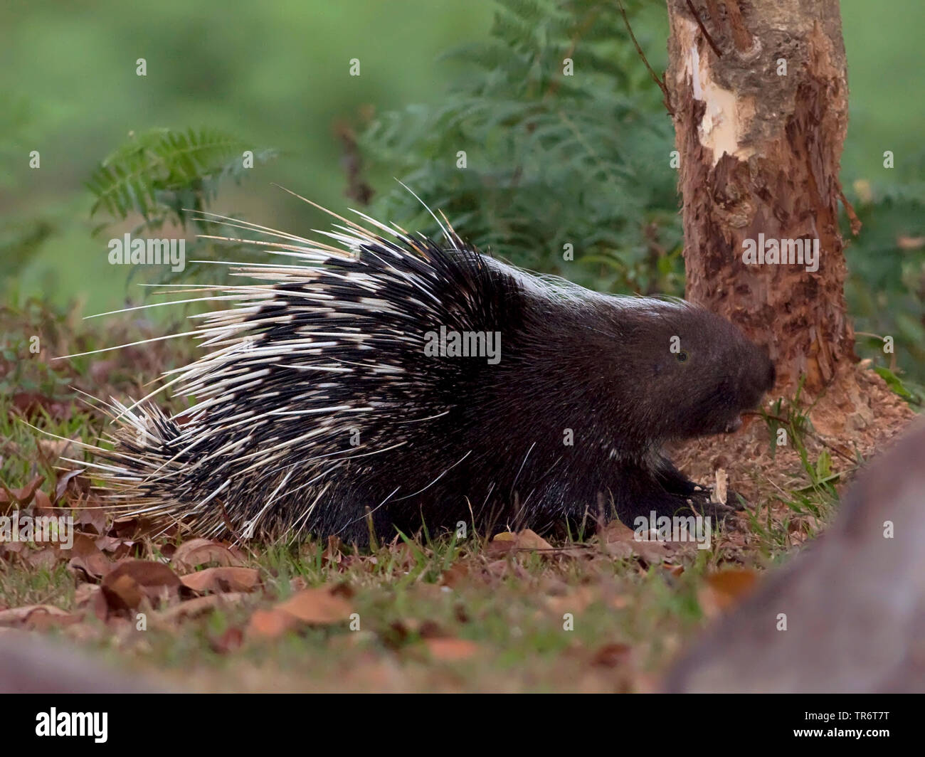 Malayan porcupine (Hystrix brachyura, Acanthion brachyura), Thailand ...
