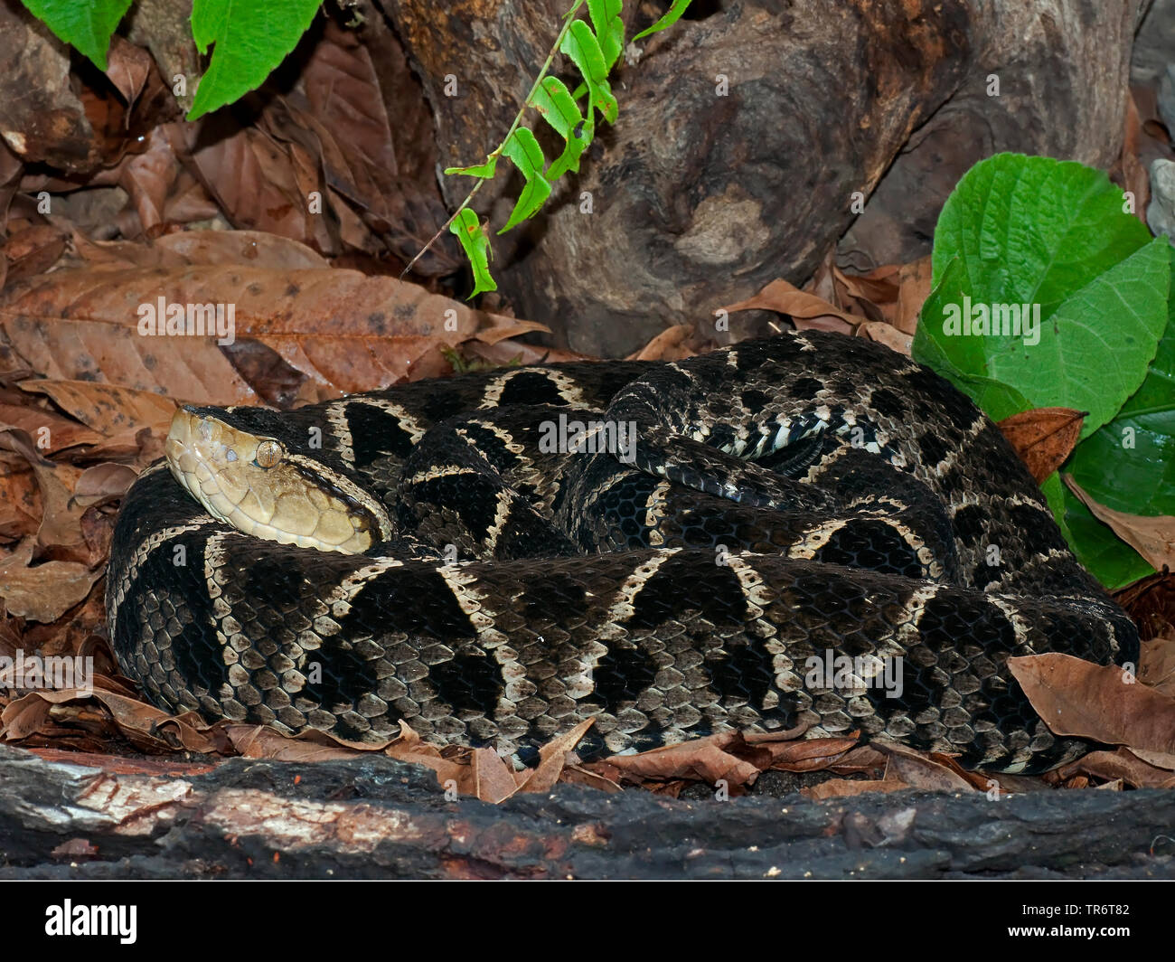 Terciopelo, Fer-de-lance, Barba amarilla (Bothrops asper, Bothrops ...