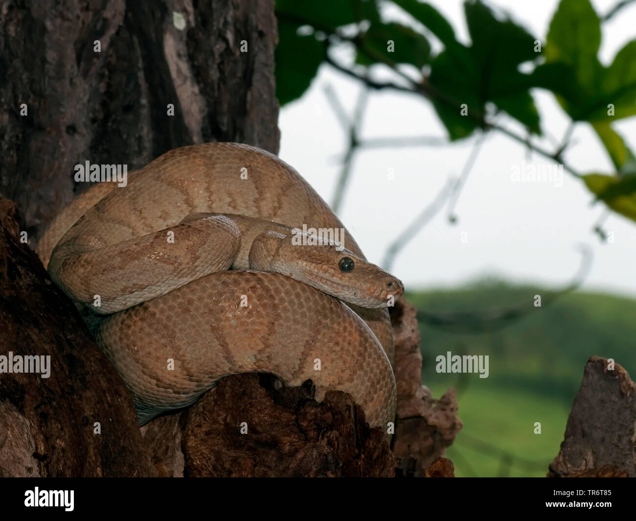 Amazon tree boa hi-res stock photography and images - Alamy