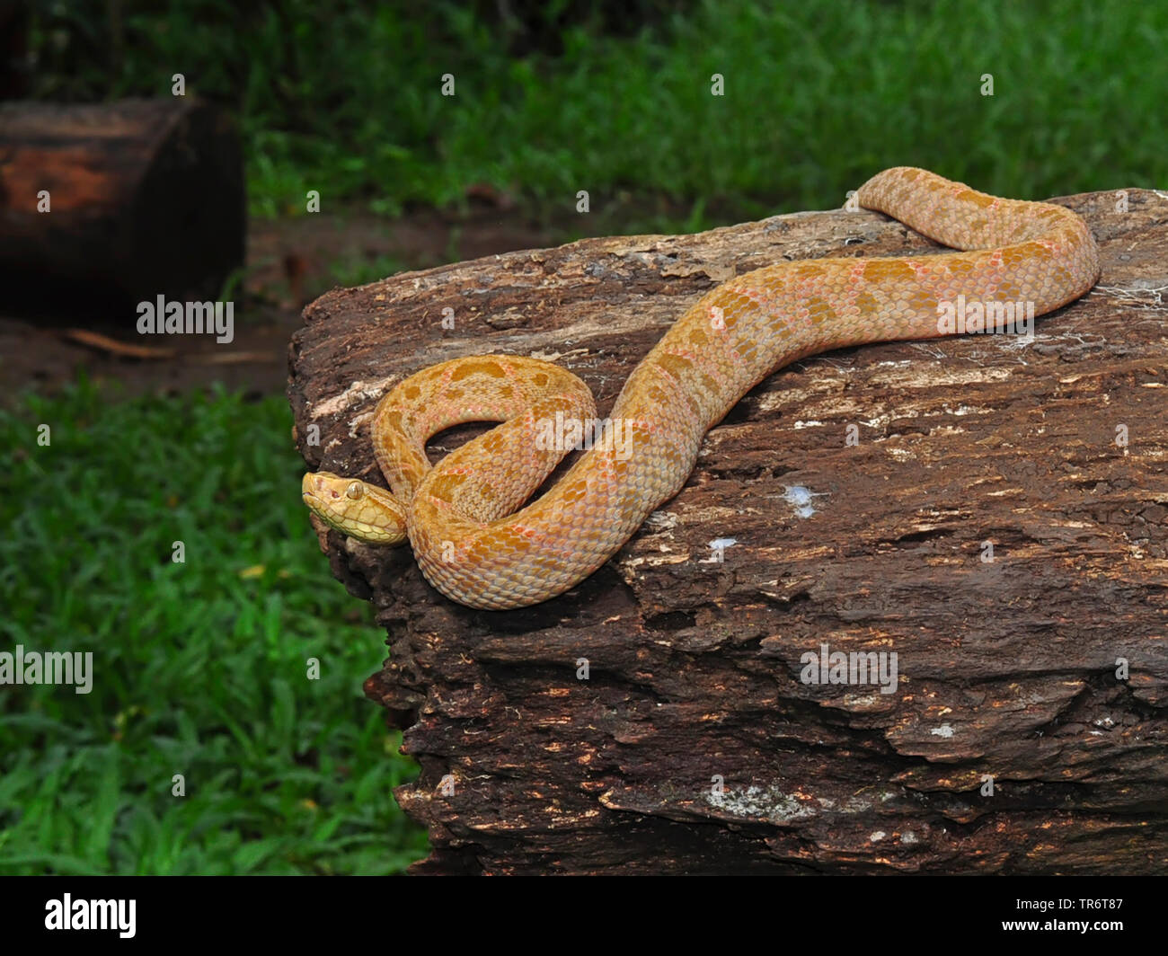 Lancehead snake bothrops asper hi-res stock photography and images - Alamy