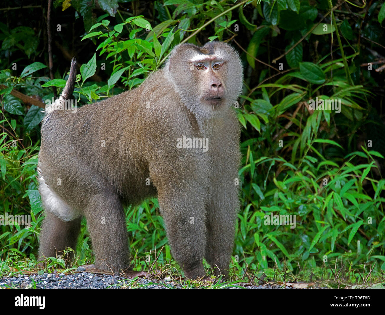 Pigtail macaque macaca nemestrina hi-res stock photography and images ...