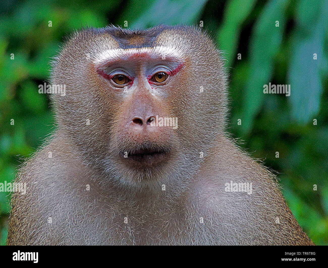 pigtail macaque (Macaca nemestrina), male, Thailand Stock Photo - Alamy