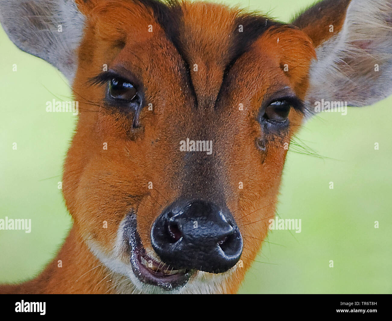 Barking deer, Kakar, Indian muntjac (Muntiacus muntjak), female ...