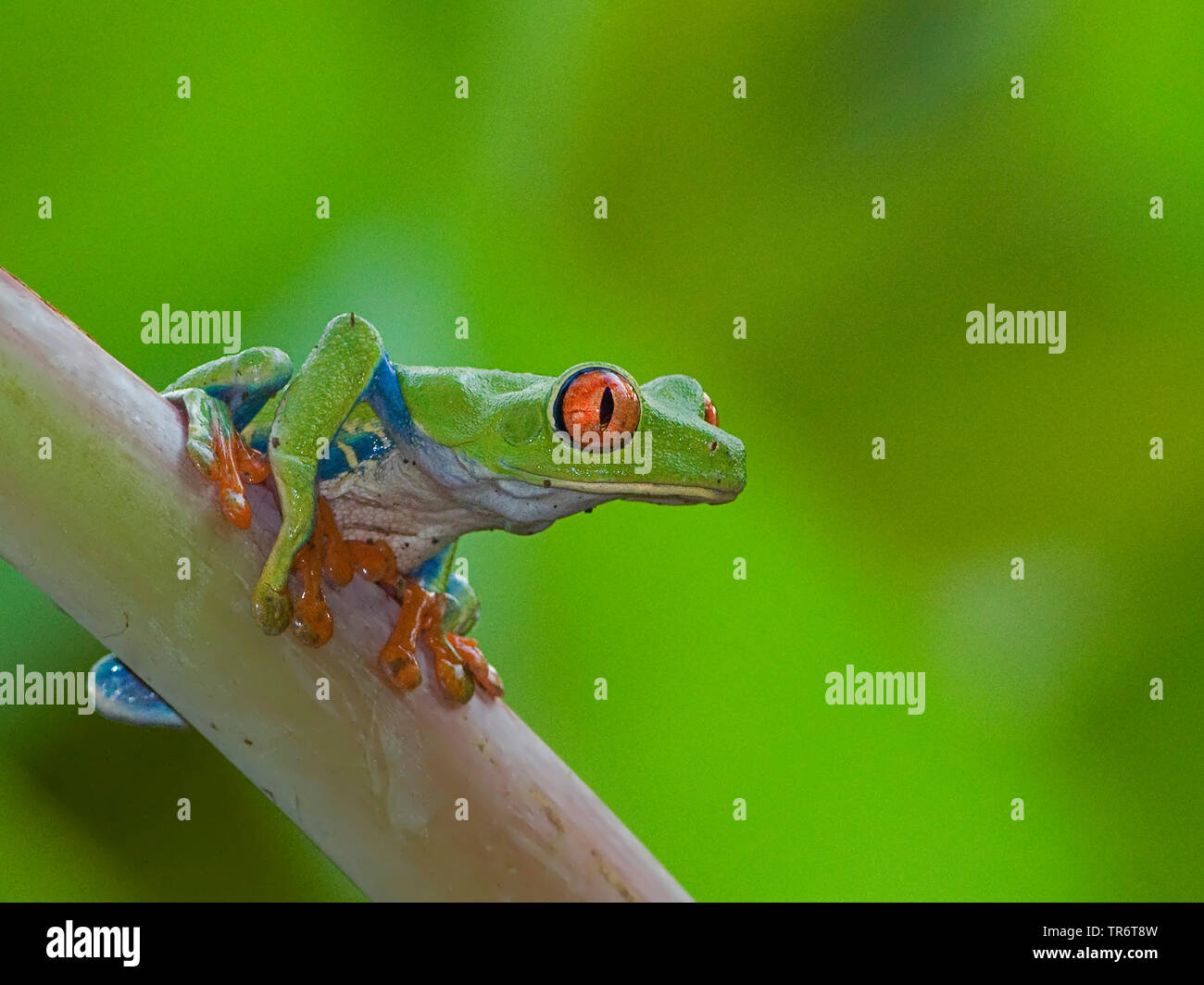 Neotropical treefrog hi-res stock photography and images - Alamy