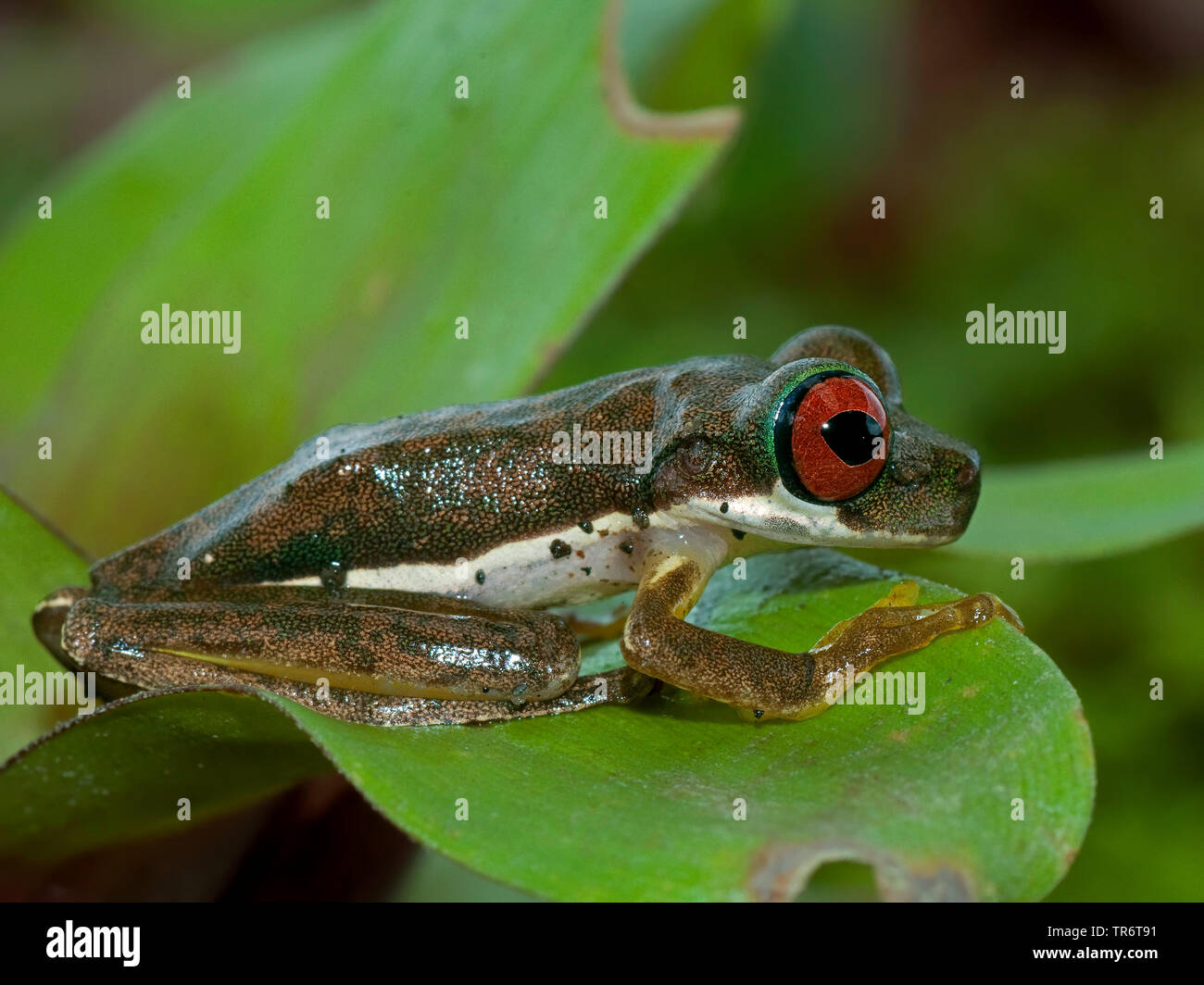 Brook frog hi-res stock photography and images - Alamy