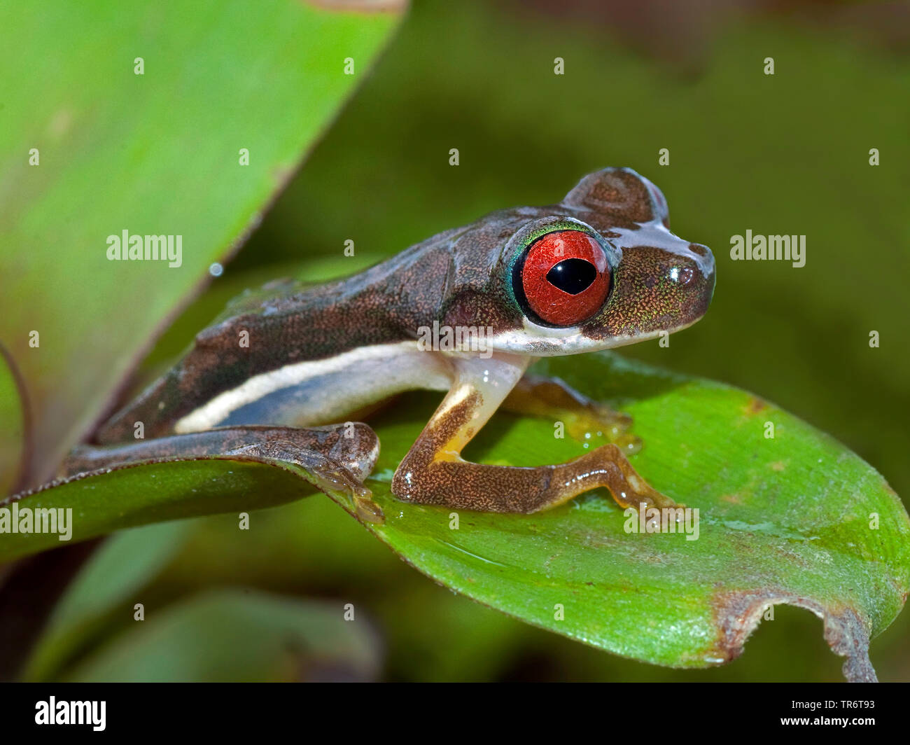 Neotropical frog hi-res stock photography and images - Alamy