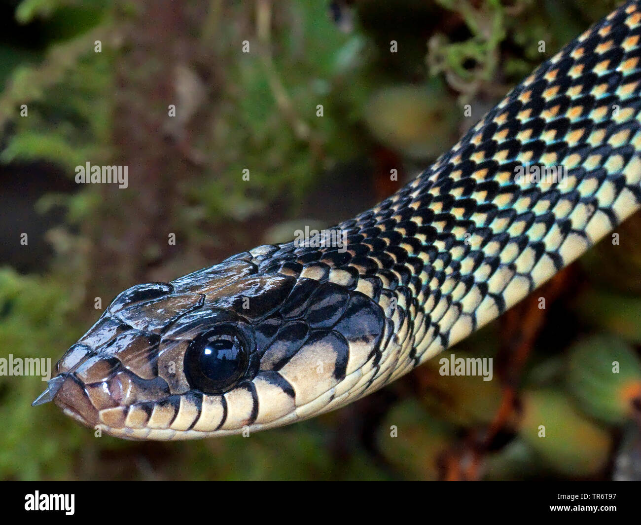 Speckled snake hi-res stock photography and images - Alamy