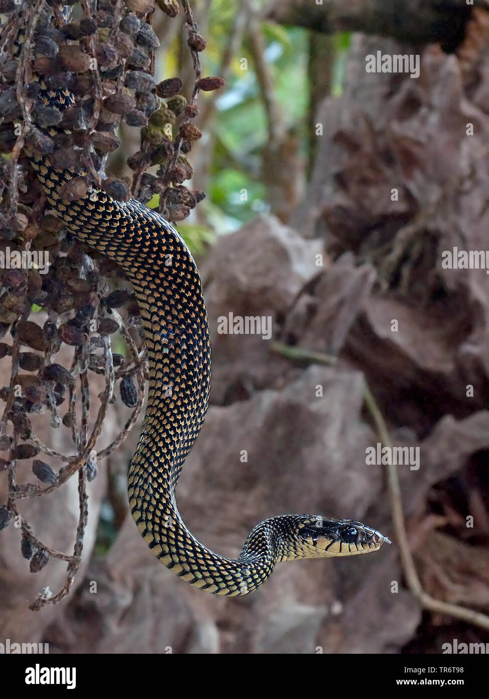 speckled racer (Drymobius margaritiferus), Costa Rica Stock Photo - Alamy