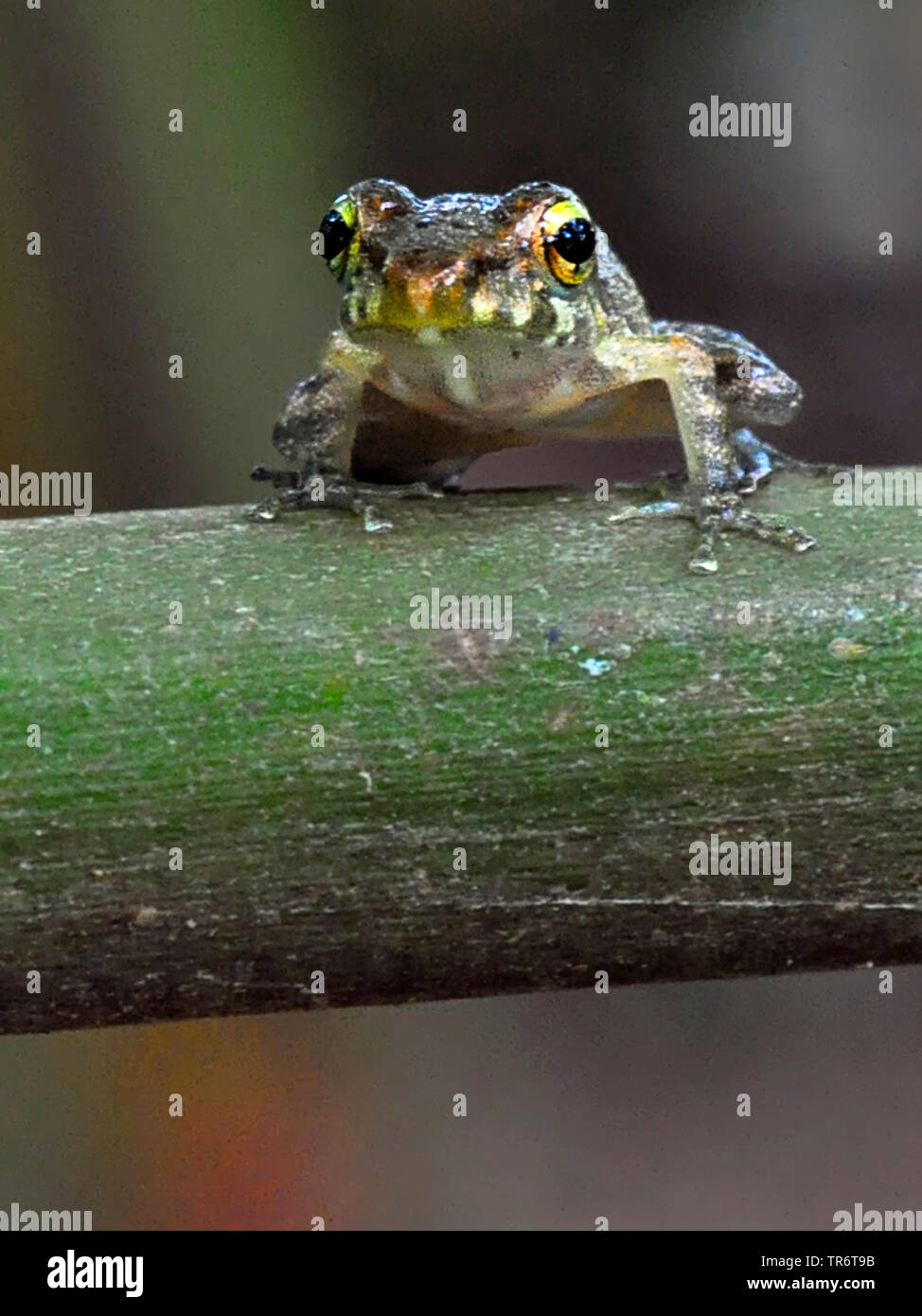 robber frogs (Eleutherodactylus spec., Trachyphrynus spec.), Costa Rica ...