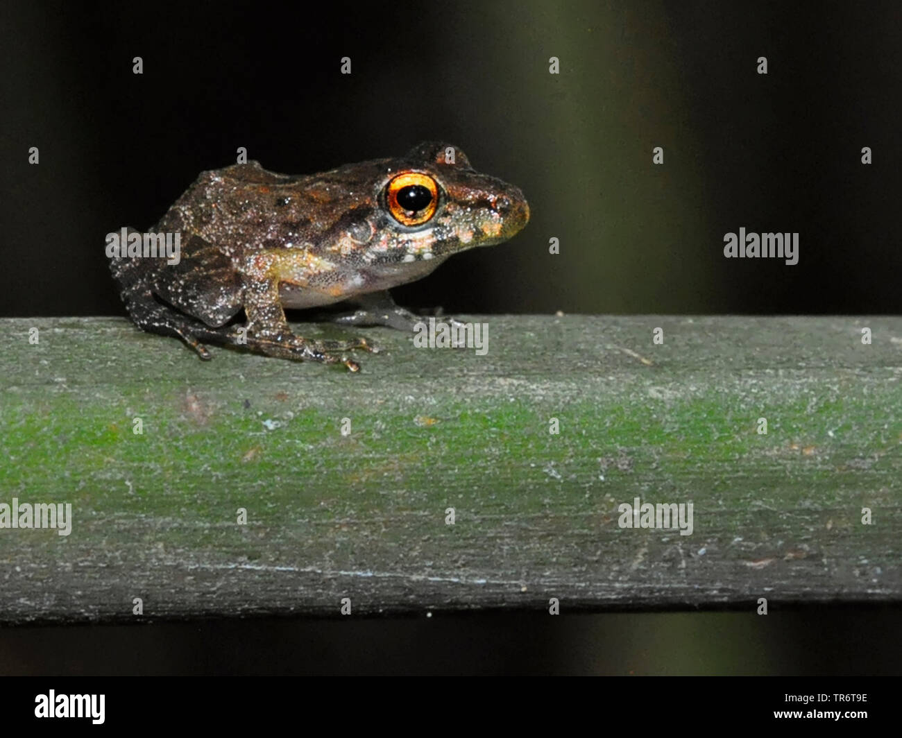 robber frogs (Eleutherodactylus spec., Trachyphrynus spec.), Costa Rica ...