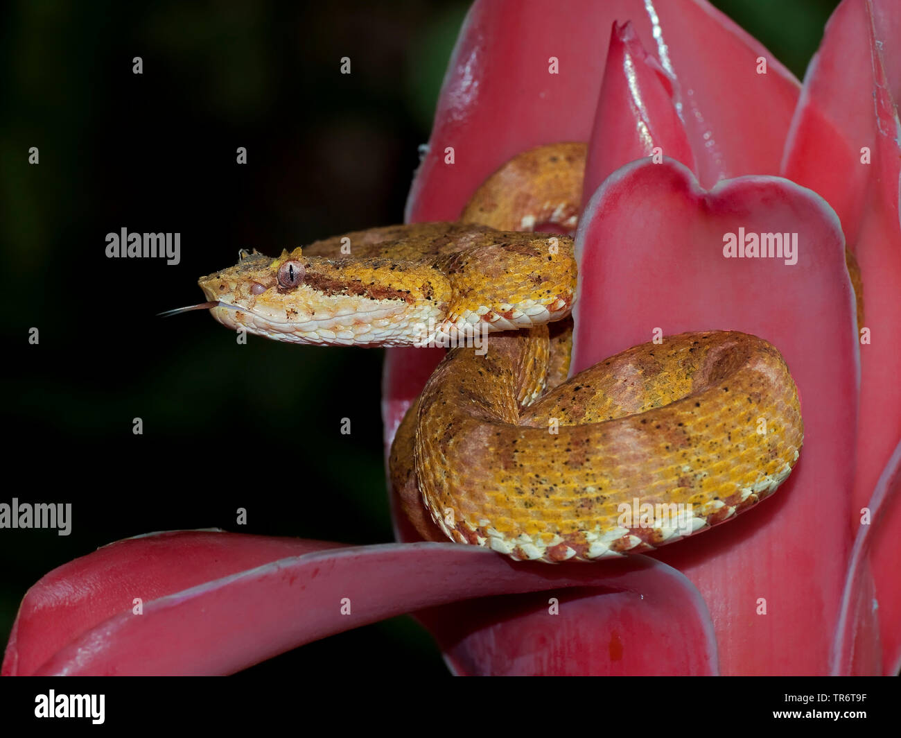 eyelash viper, horned palm viper, eyelash palm pit viper (Bothrops ...