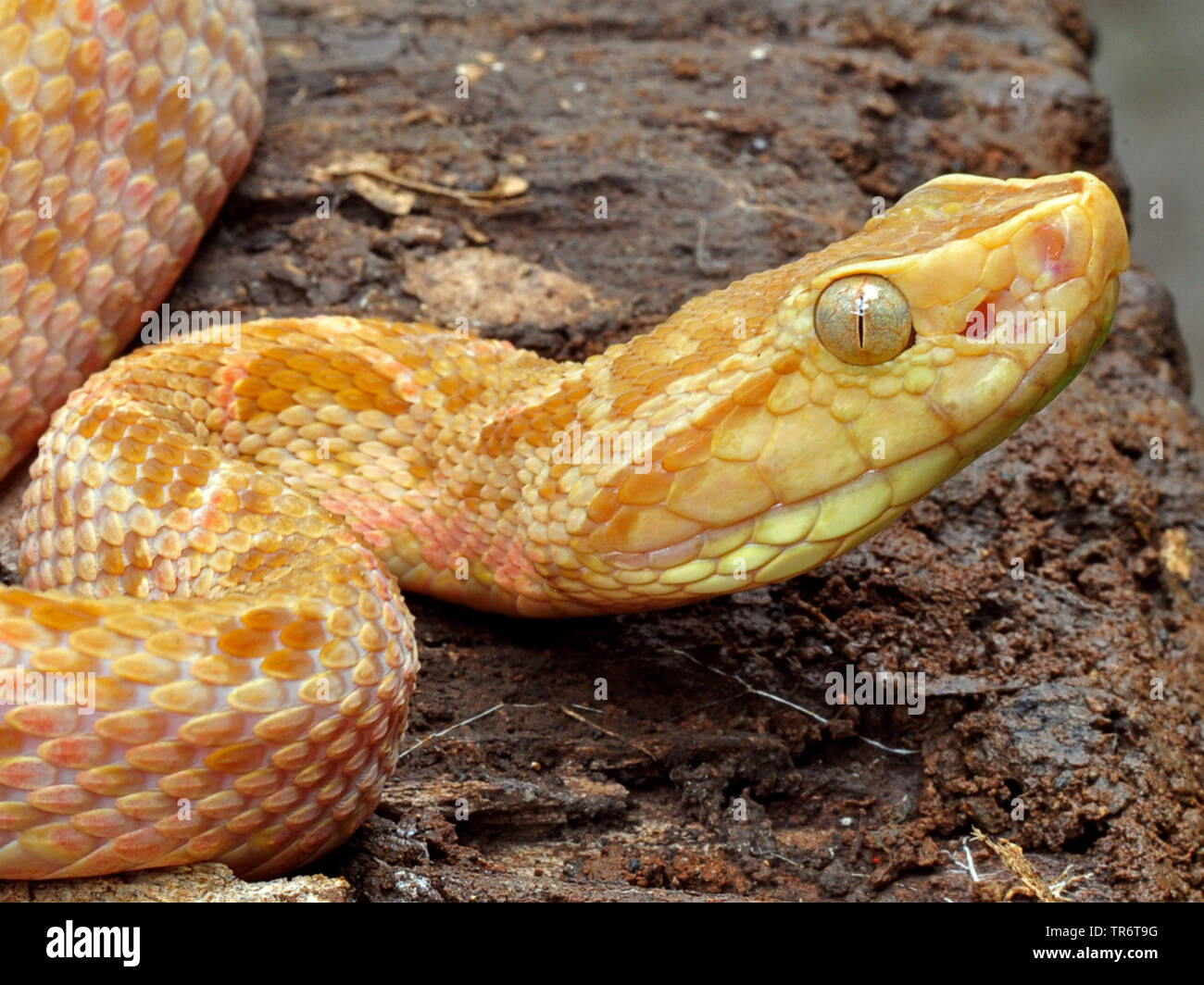 Terciopelo, Fer-de-lance, Barba amarilla (Bothrops asper, Bothrops ...