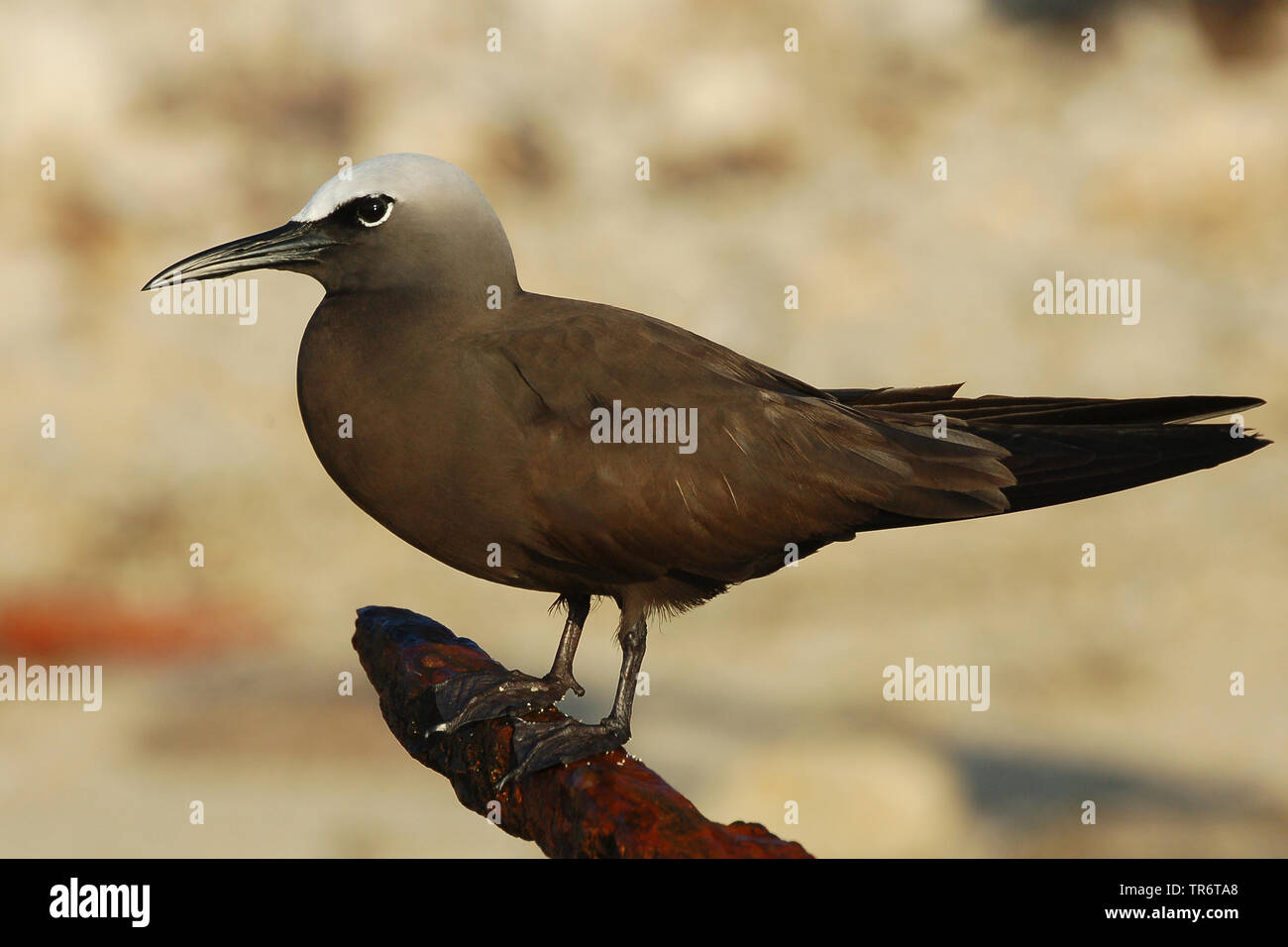 Common noddy, Brown Noddy (Anous stolidus), USA, Florida Stock Photo ...