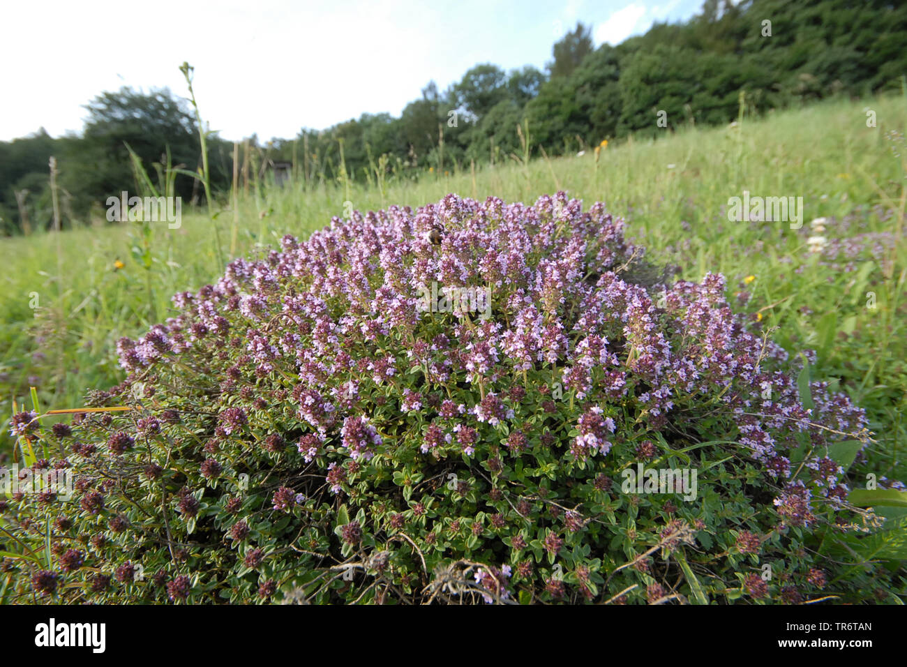 Broad-Leaved Thyme, Dot Wells Creeping Thyme, Large Thyme, Lemon Thyme ...
