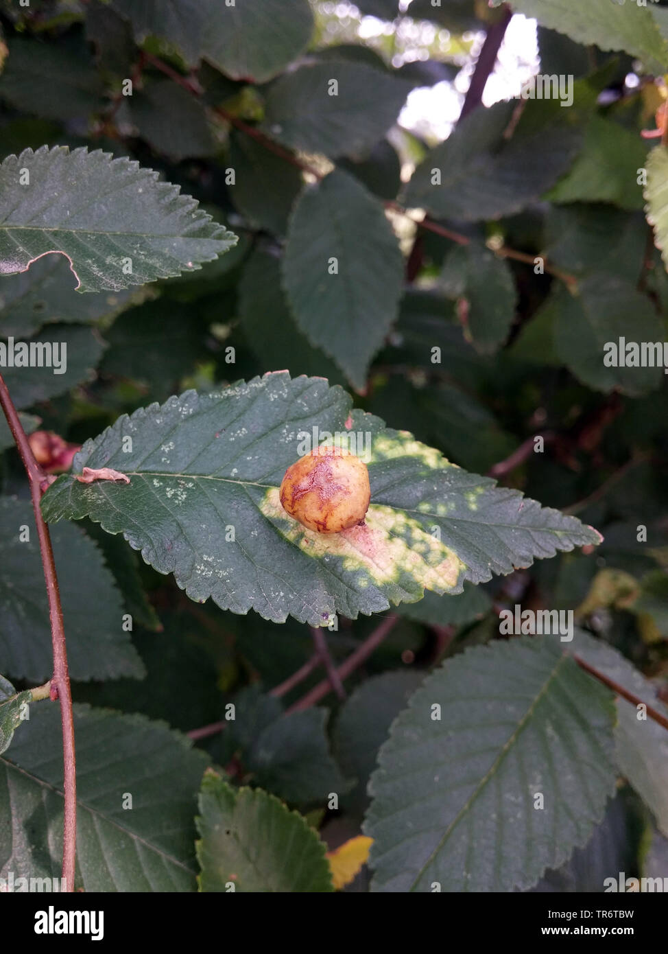 Fig gall aphid, Elm-grass root aphid, Elm Sack Gall Aphid (Byrsocrypta ...