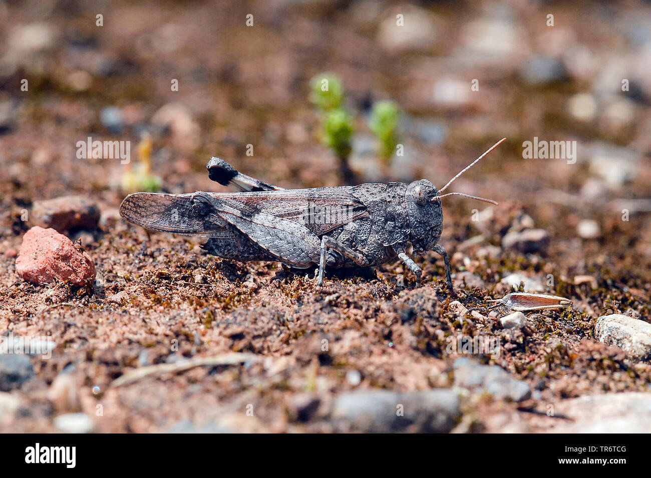 Blue-winged grasshopper (Oedipoda coerulescens, Oedipoda caerulescens ...