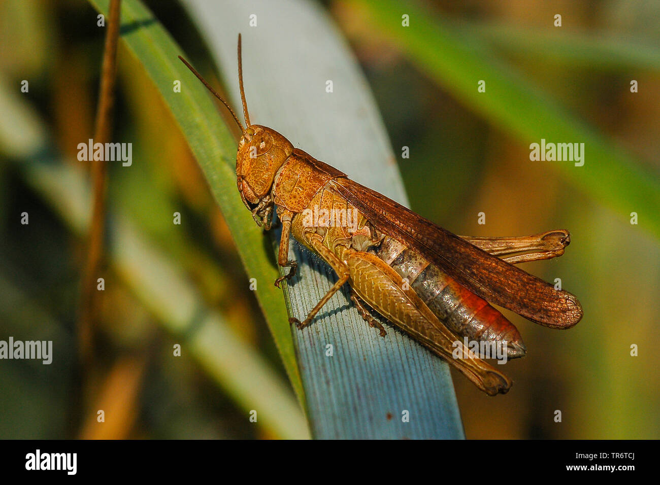 Field grasshopper, Common field grasshopper (Chorthippus brunneus ...
