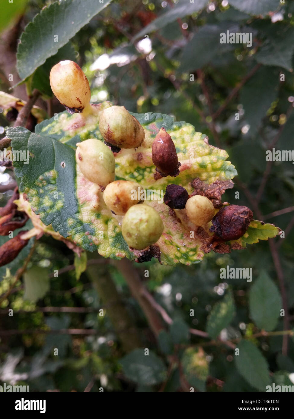 Fig gall aphid, Elm-grass root aphid, Elm Sack Gall Aphid (Byrsocrypta ...