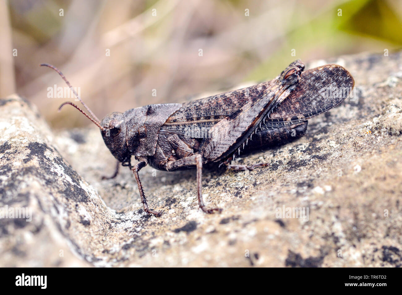 Acridium hi-res stock photography and images - Alamy